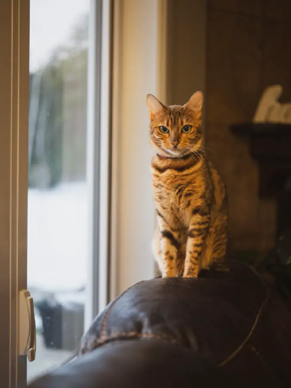 VILTROX Official Store – Viltrox Store